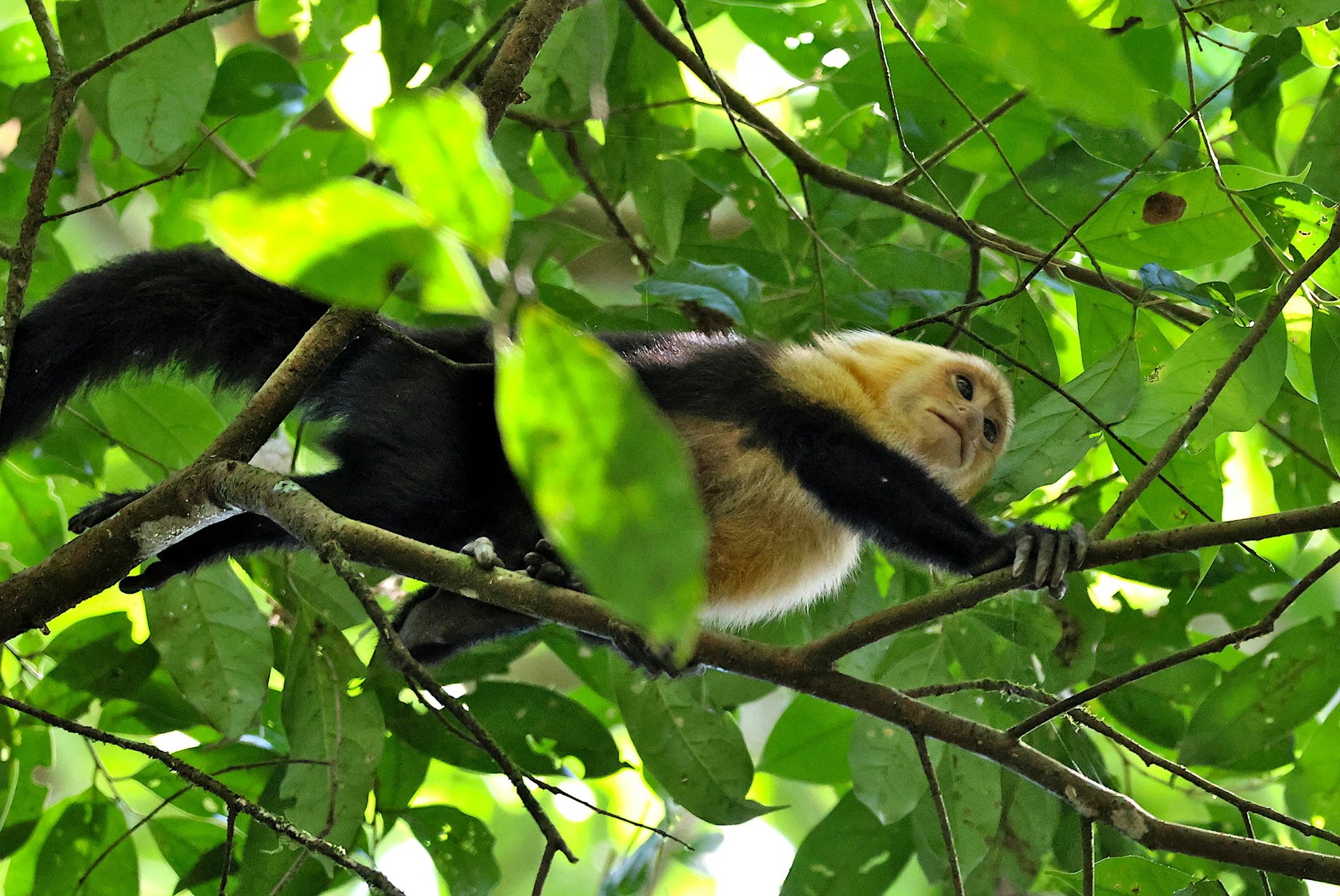 Comment planifier une expédition pour observer les gibbons en Thaïlande ...