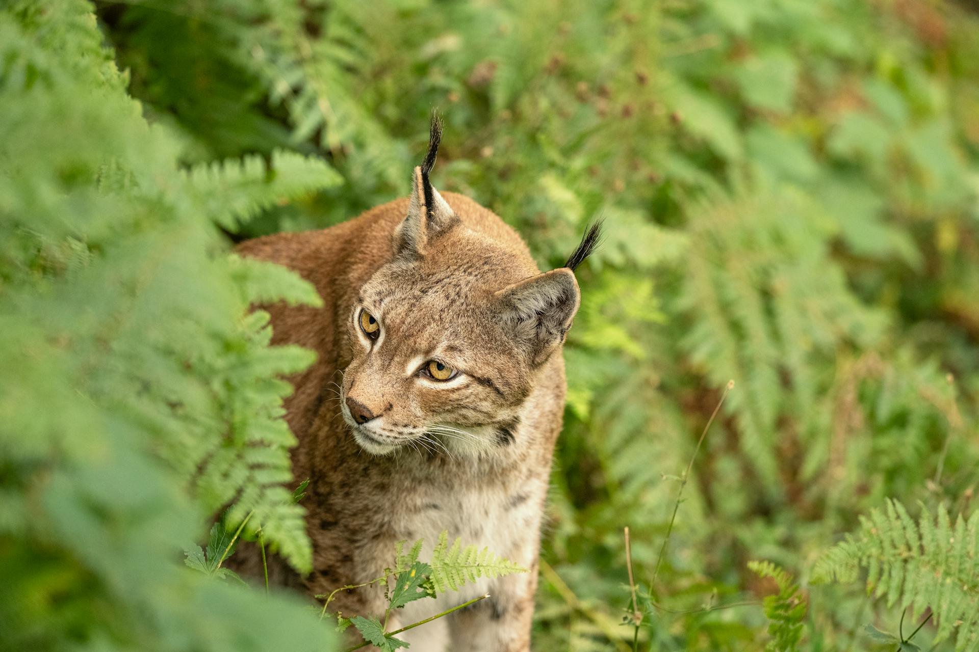 Comment organiser un camping pour observer les lynx dans les forêts ...